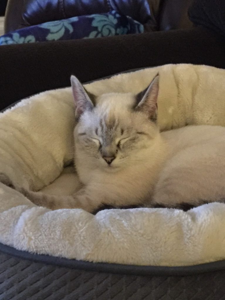 About Kendra – Kendra Elliot